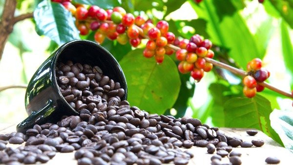 Café Andino S.A.S.